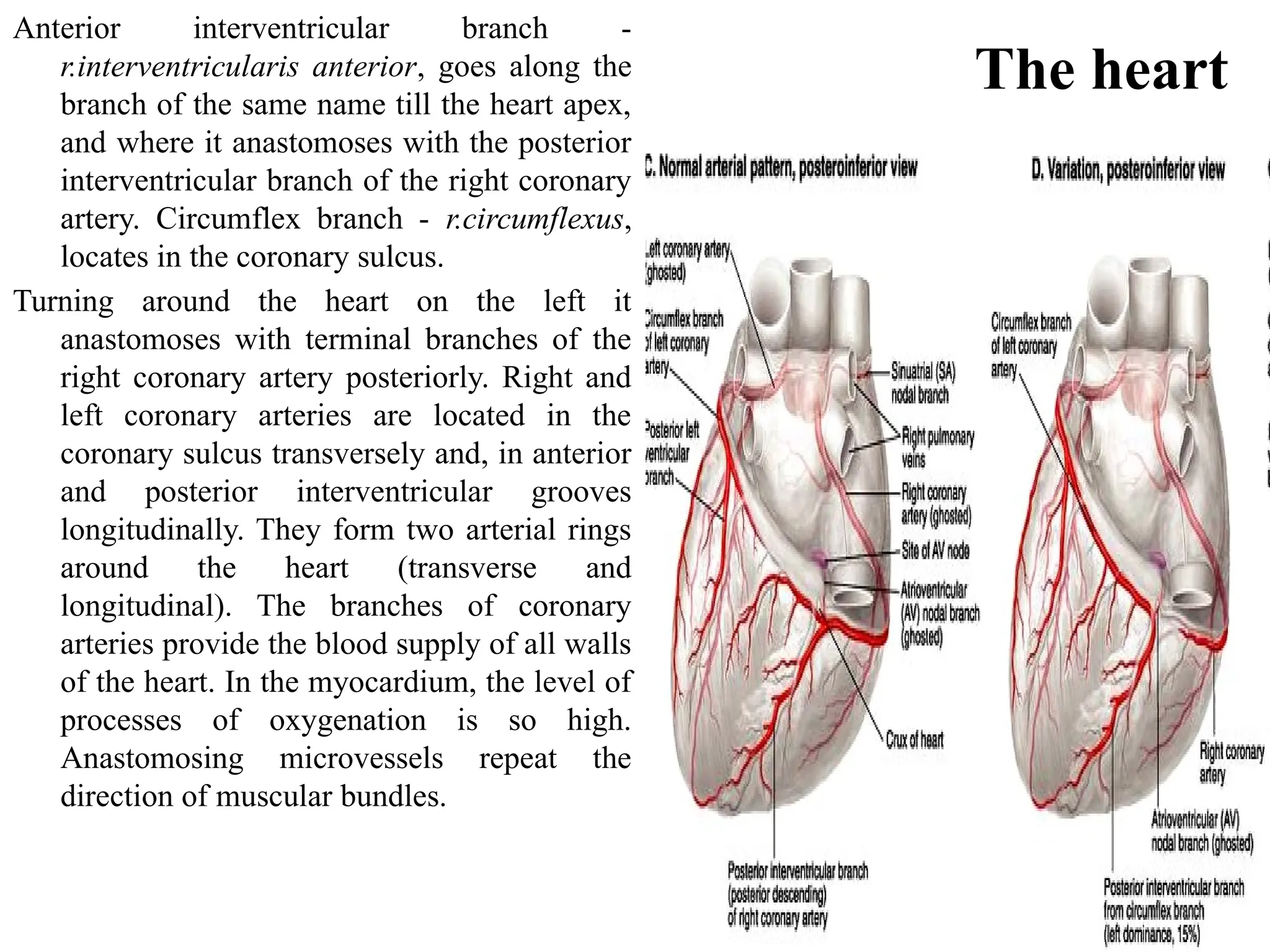Heart and pericardium. Vascularization and innervation of heart ...
