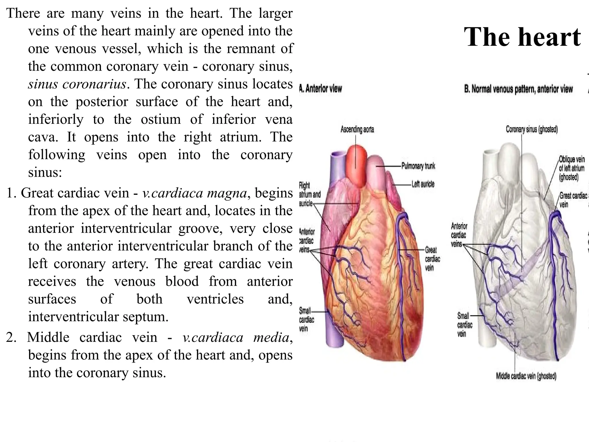 Heart and pericardium. Vascularization and innervation of heart ...