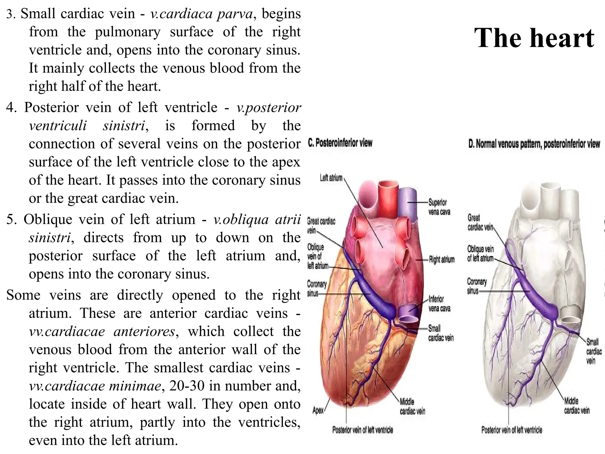 Heart and pericardium. Vascularization and innervation of heart ...