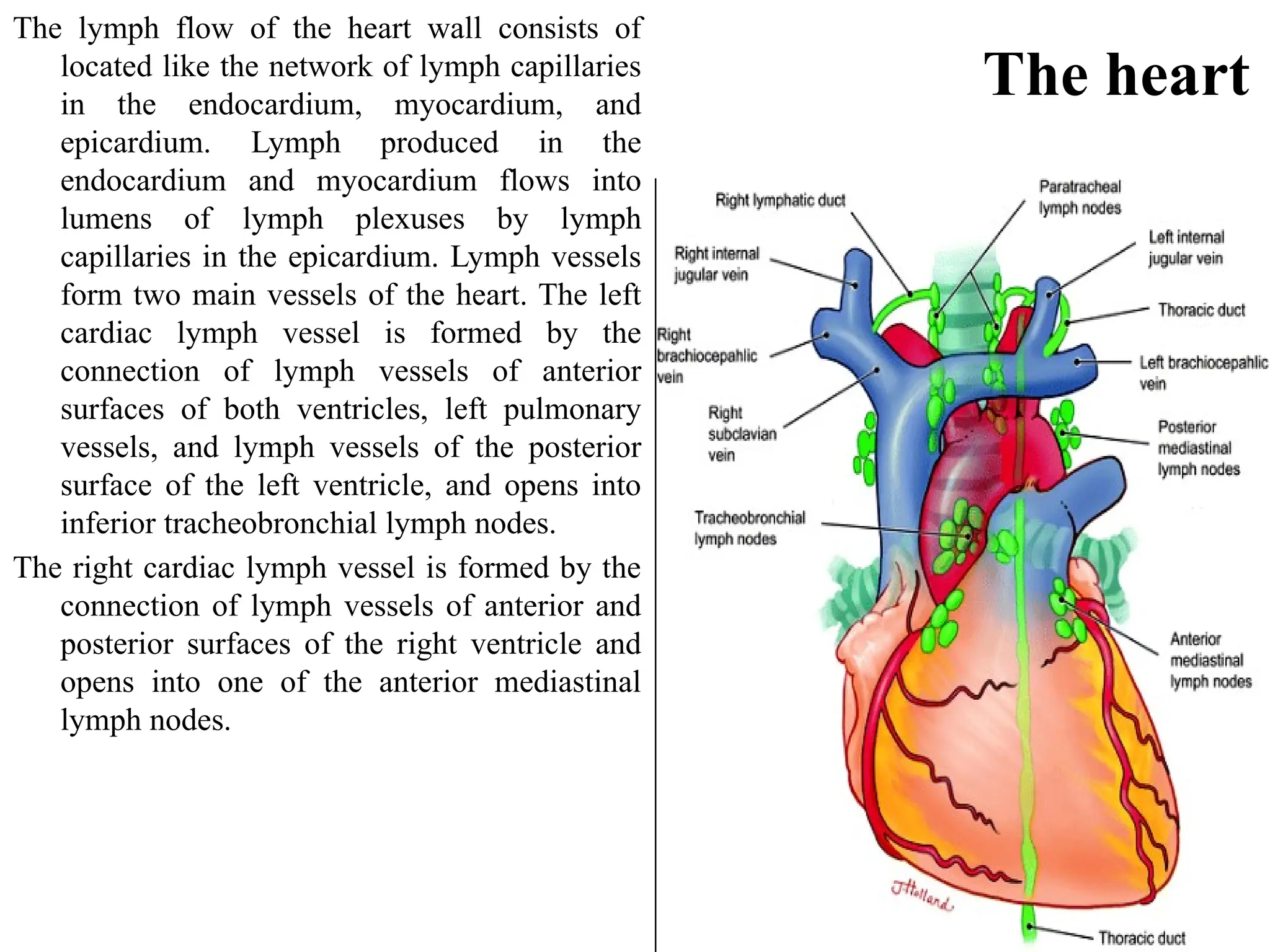 Heart and pericardium. Vascularization and innervation of heart ...