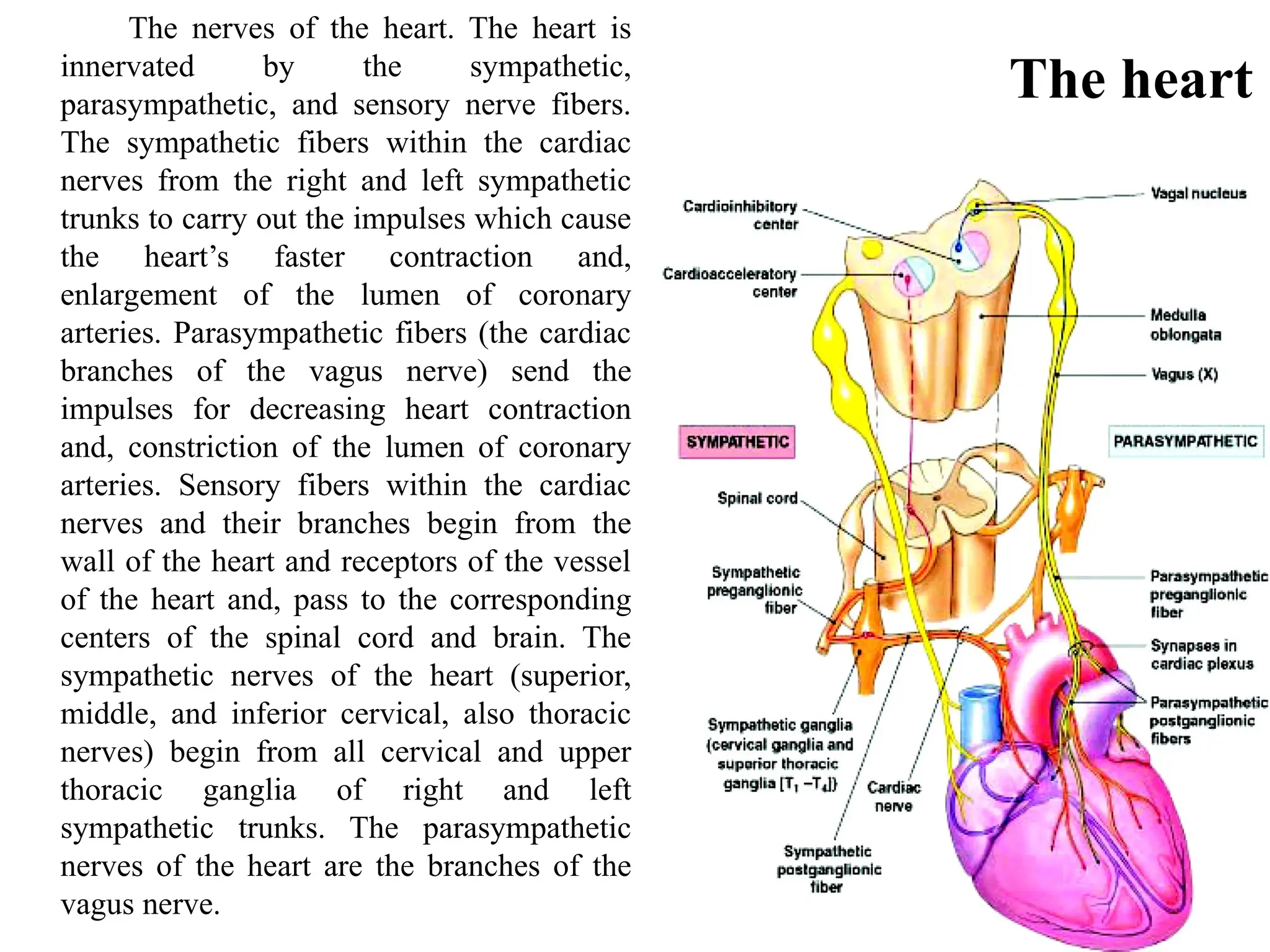 Heart and pericardium. Vascularization and innervation of heart ...