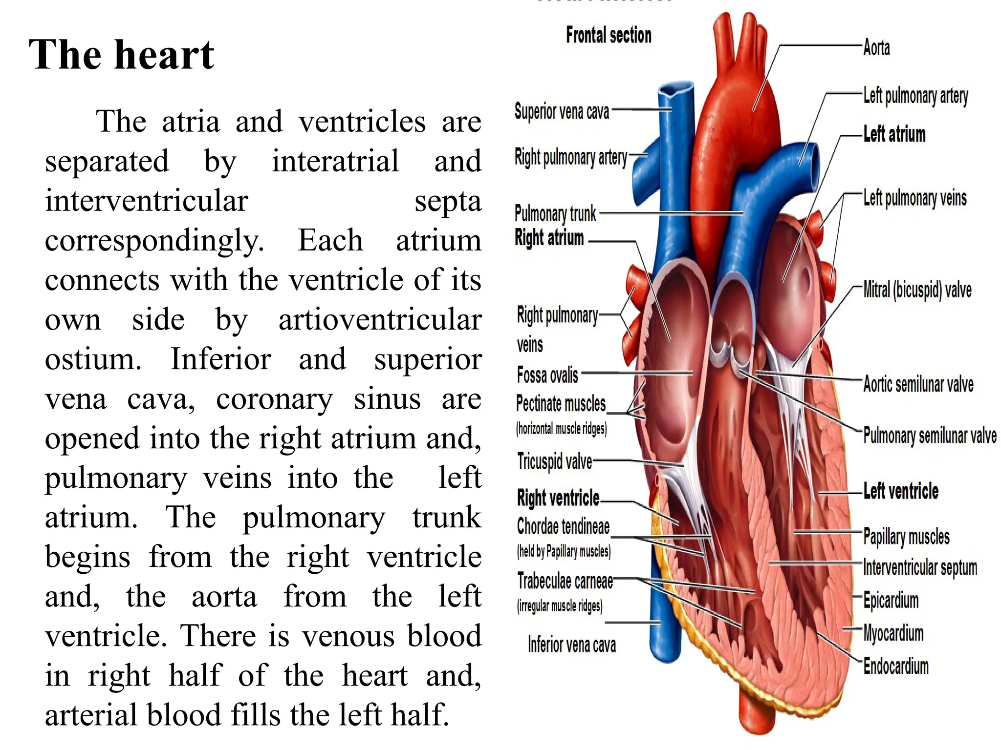 Heart and pericardium. Vascularization and innervation of heart ...