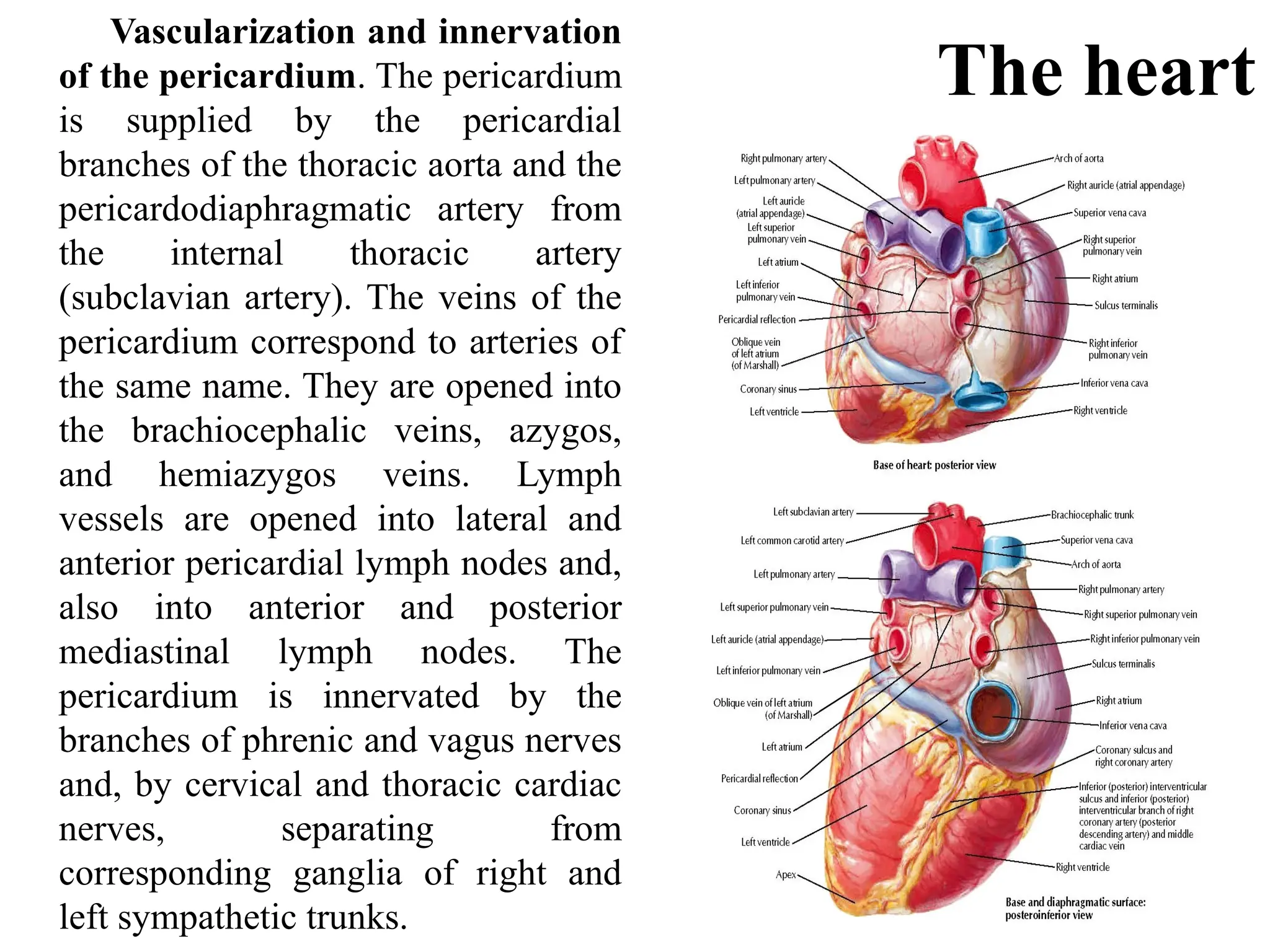 Heart and pericardium. Vascularization and innervation of heart ...
