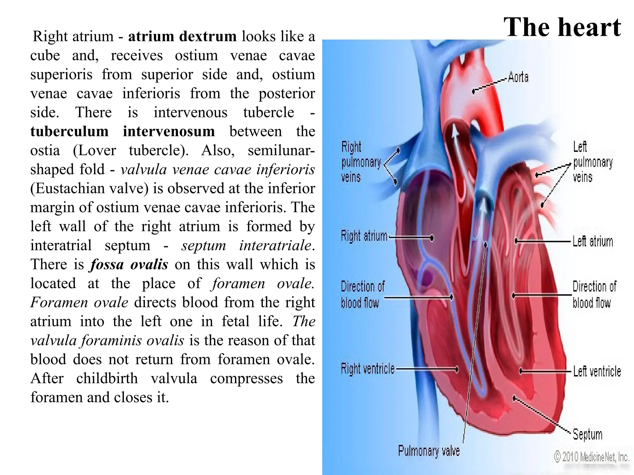 Heart and pericardium. Vascularization and innervation of heart ...
