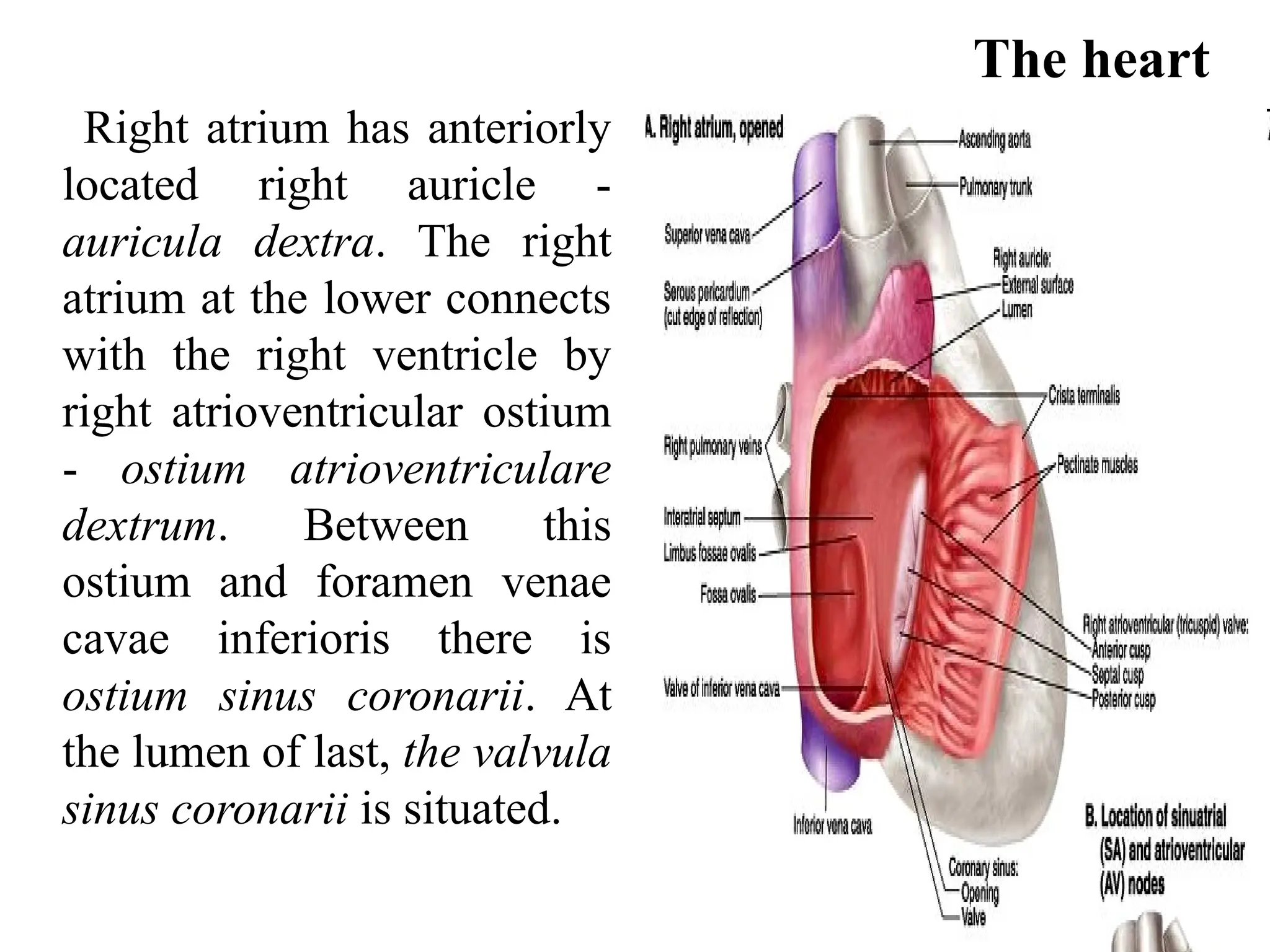 Heart and pericardium. Vascularization and innervation of heart. Topography of heart, its ...