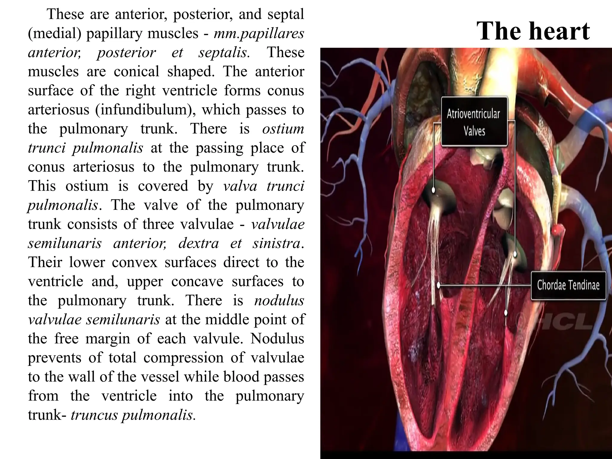 Heart and pericardium. Vascularization and innervation of heart ...