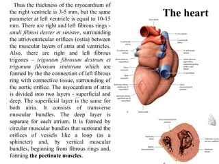 Heart and pericardium. Vascularization and innervation of heart ...
