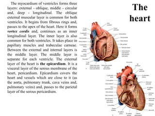 Heart and pericardium. Vascularization and innervation of heart ...
