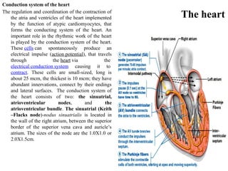 Heart and pericardium. Vascularization and innervation of heart ...