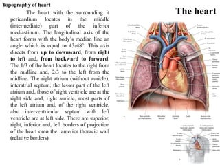 Heart and pericardium. Vascularization and innervation of heart ...