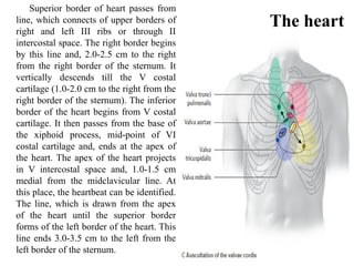 Heart and pericardium. Vascularization and innervation of heart ...