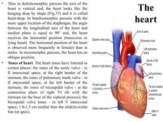 Heart and pericardium. Vascularization and innervation of heart ...