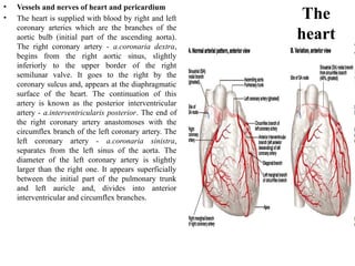 Heart and pericardium. Vascularization and innervation of heart ...
