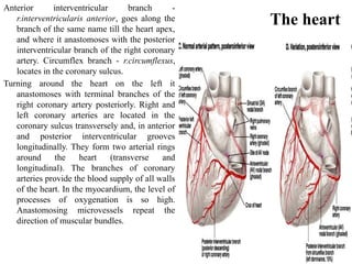 Heart and pericardium. Vascularization and innervation of heart ...