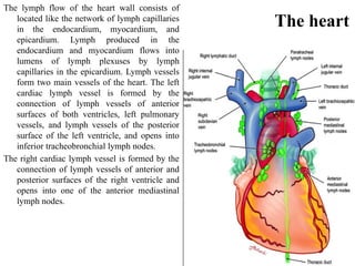 Heart and pericardium. Vascularization and innervation of heart ...