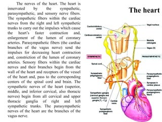 Heart and pericardium. Vascularization and innervation of heart ...