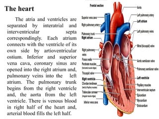 Heart and pericardium. Vascularization and innervation of heart ...