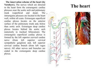 Heart and pericardium. Vascularization and innervation of heart ...