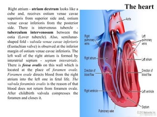 Heart and pericardium. Vascularization and innervation of heart ...