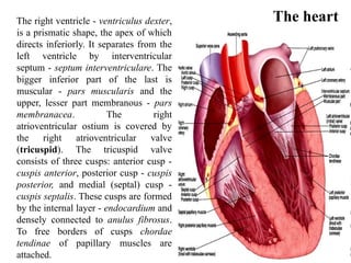 Heart and pericardium. Vascularization and innervation of heart ...