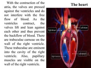 Heart and pericardium. Vascularization and innervation of heart ...