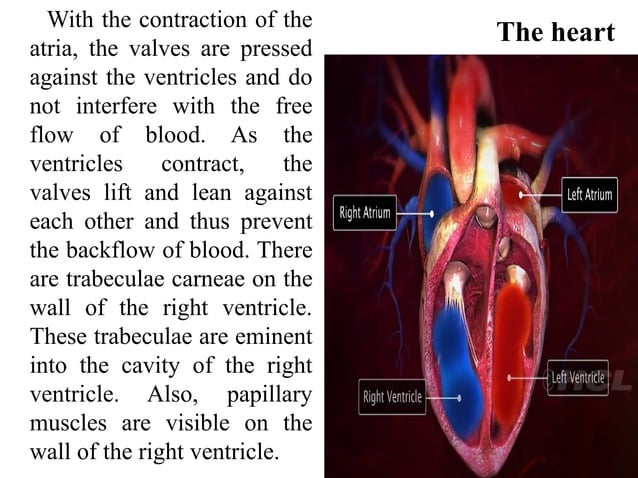 Heart and pericardium. Vascularization and innervation of heart ...