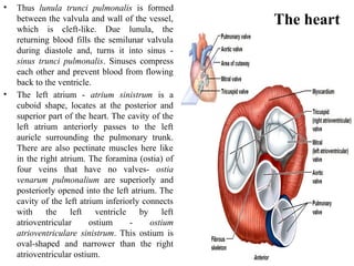 Heart and pericardium. Vascularization and innervation of heart ...
