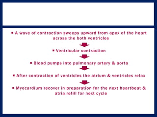 Heart anatomy & physiology slide share, circulatory system pdf | PDF