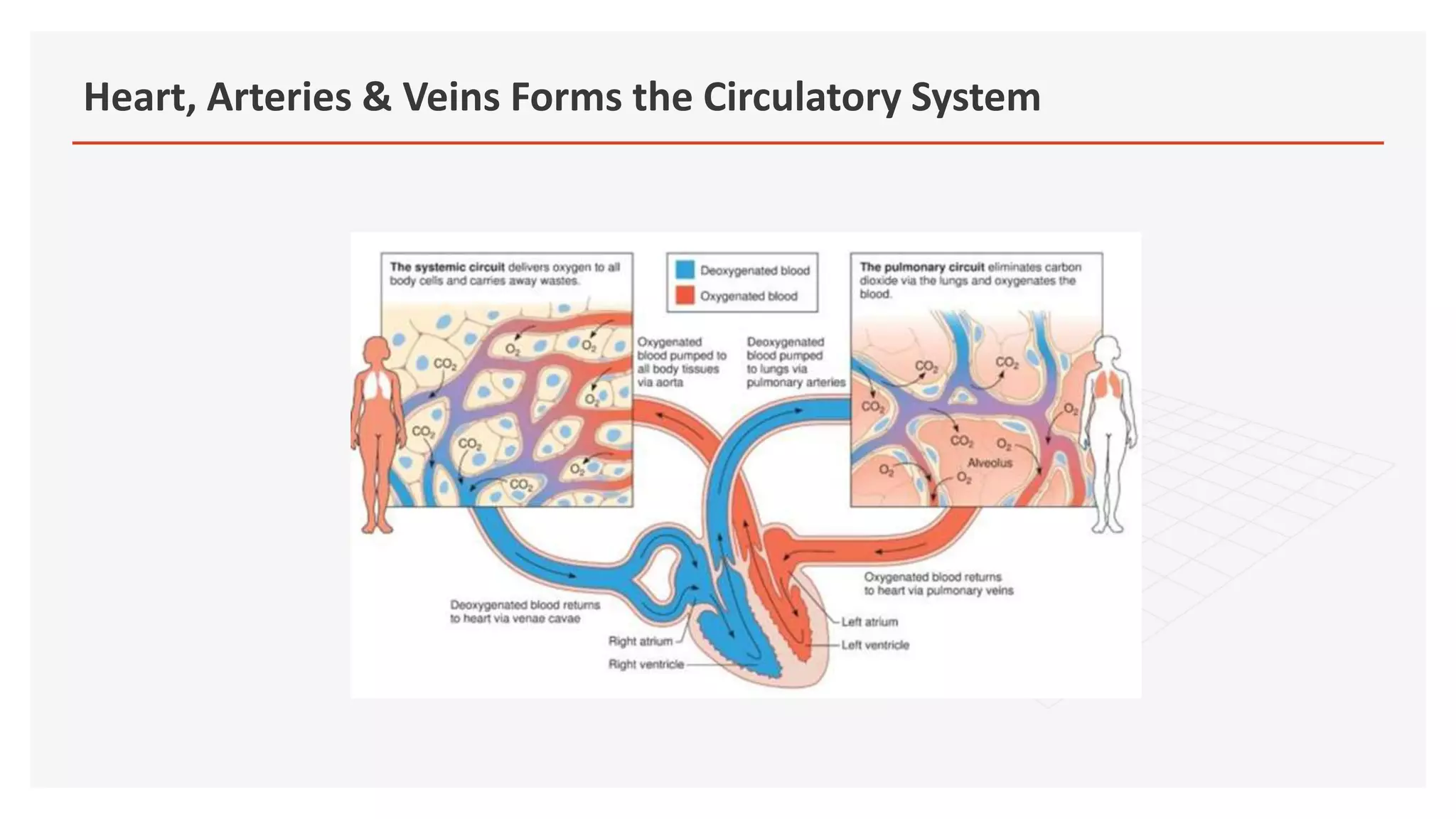 Heart, Arteries _ Veins Forms the Circulatory | PPTX