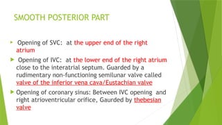 HEART cardiac output /input +cardiac cycle.pptx