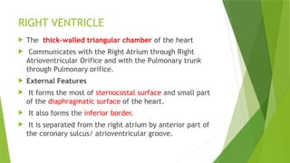 HEART cardiac output /input +cardiac cycle.pptx