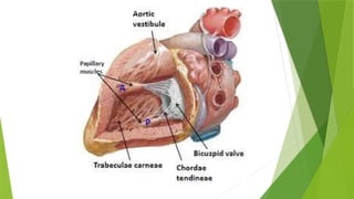 HEART cardiac output /input +cardiac cycle.pptx