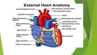 HEART cardiac output /input +cardiac cycle.pptx