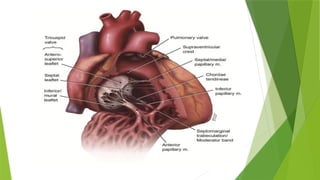 HEART cardiac output /input +cardiac cycle.pptx