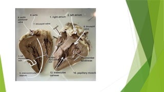 HEART cardiac output /input +cardiac cycle.pptx