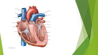 HEART cardiac output /input +cardiac cycle.pptx
