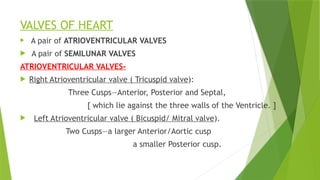 HEART cardiac output /input +cardiac cycle.pptx