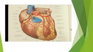 HEART cardiac output /input +cardiac cycle.pptx