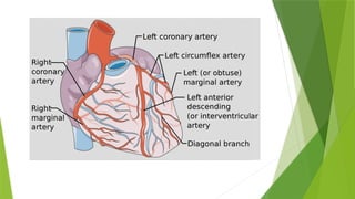 HEART cardiac output /input +cardiac cycle.pptx