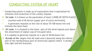 HEART cardiac output /input +cardiac cycle.pptx