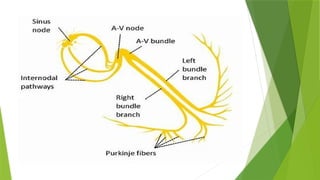HEART cardiac output /input +cardiac cycle.pptx