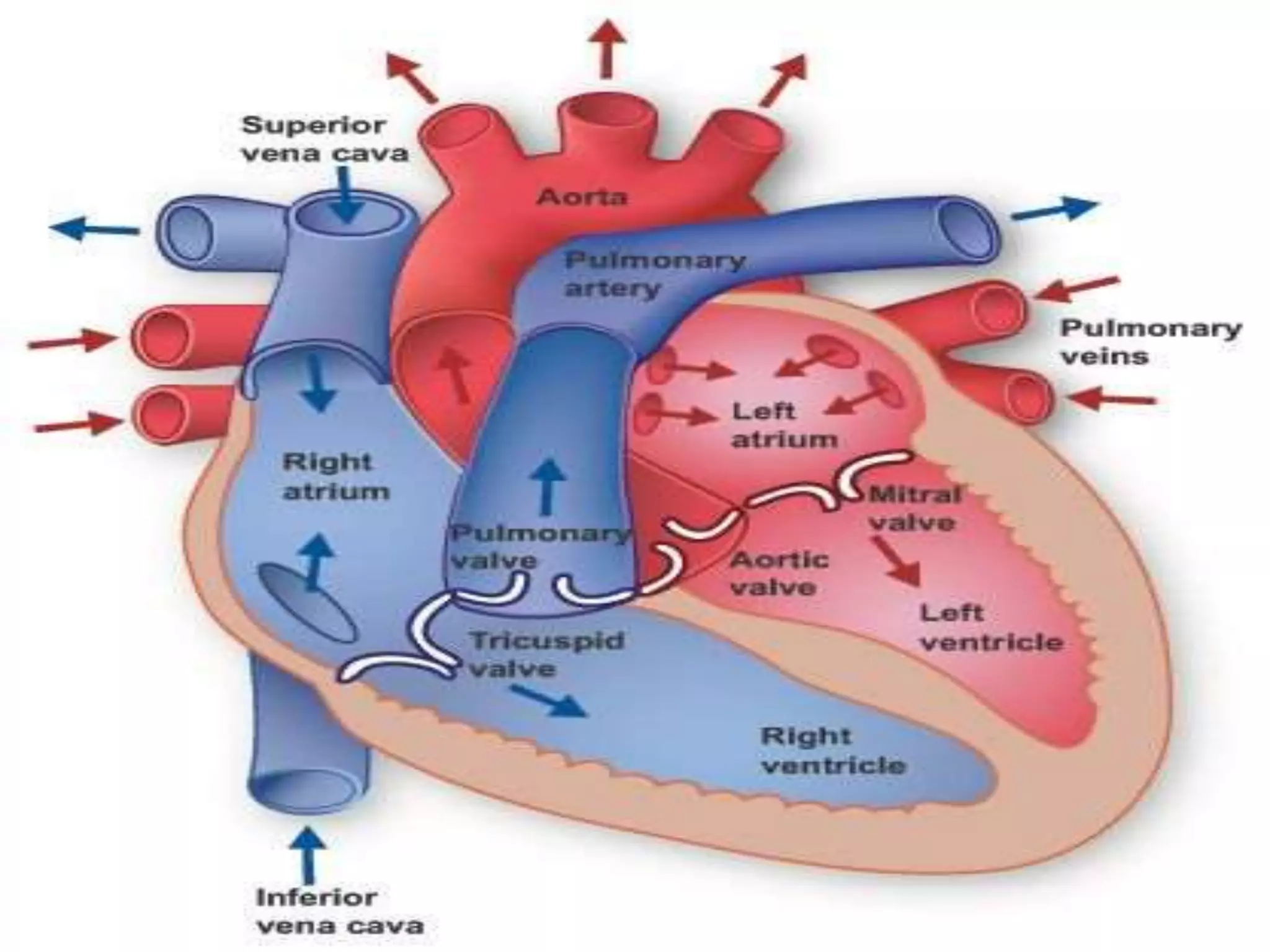 The Human Heart | PPT