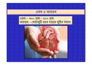 Heart & cardiac cycle--class ix Biology | PDF