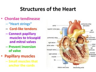 Heart Circulation Review | PPTX