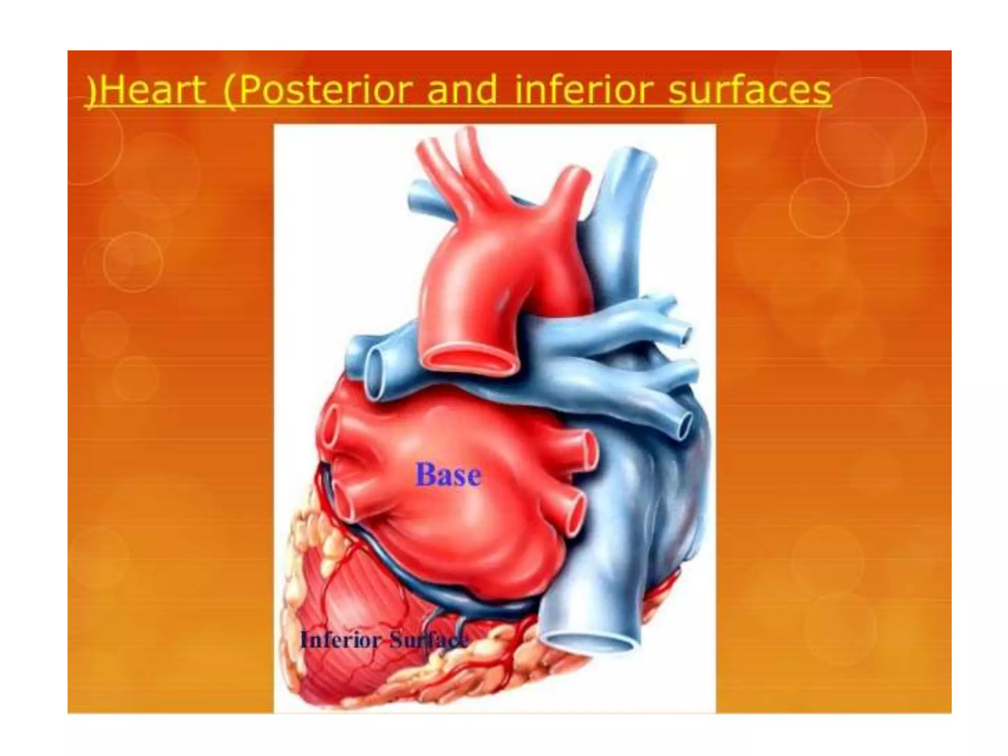 heart anatomy | PPT
