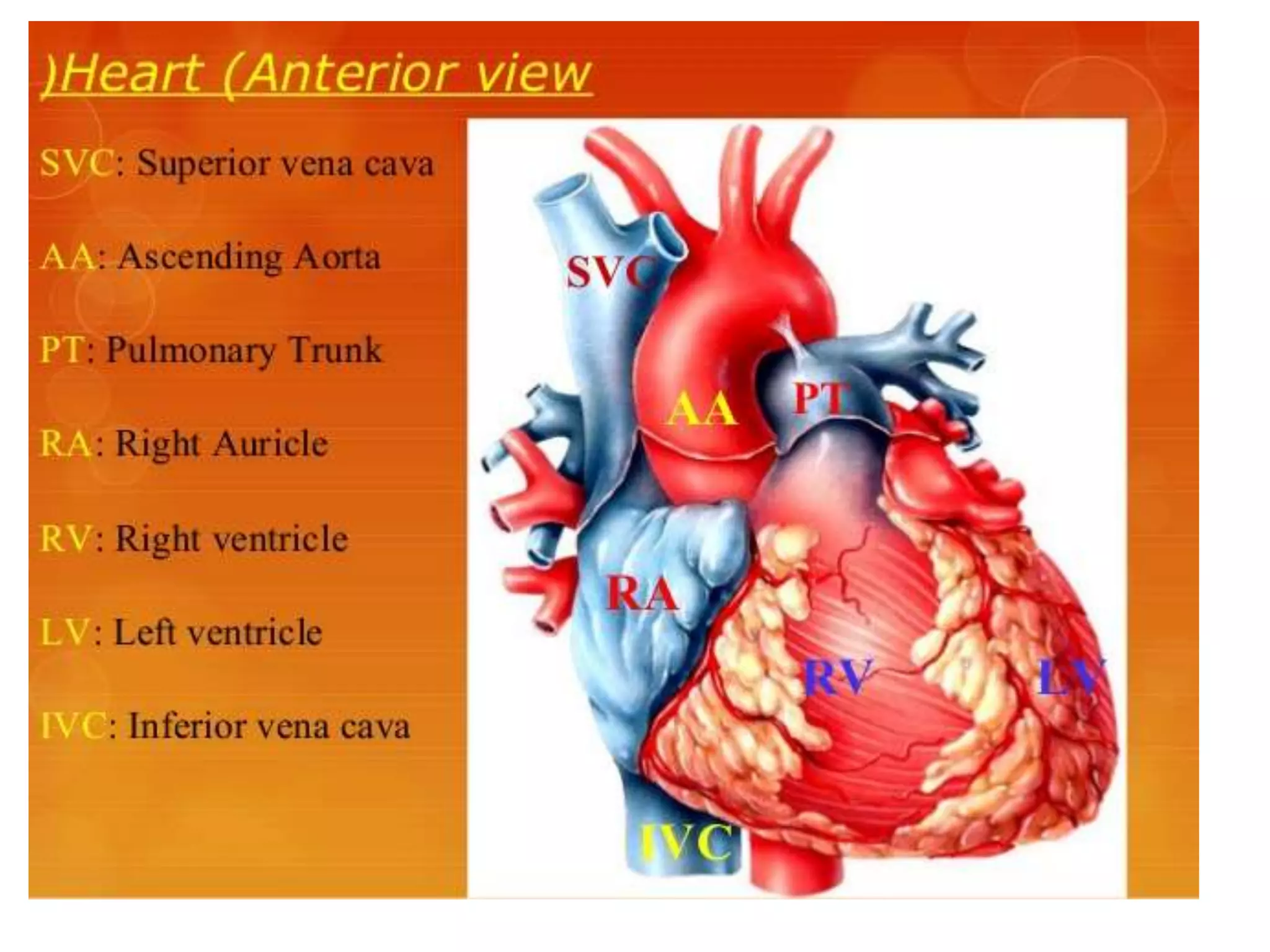 heart anatomy | PPT