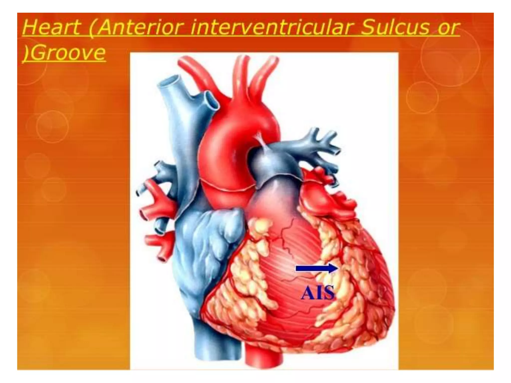 heart anatomy | PPTX