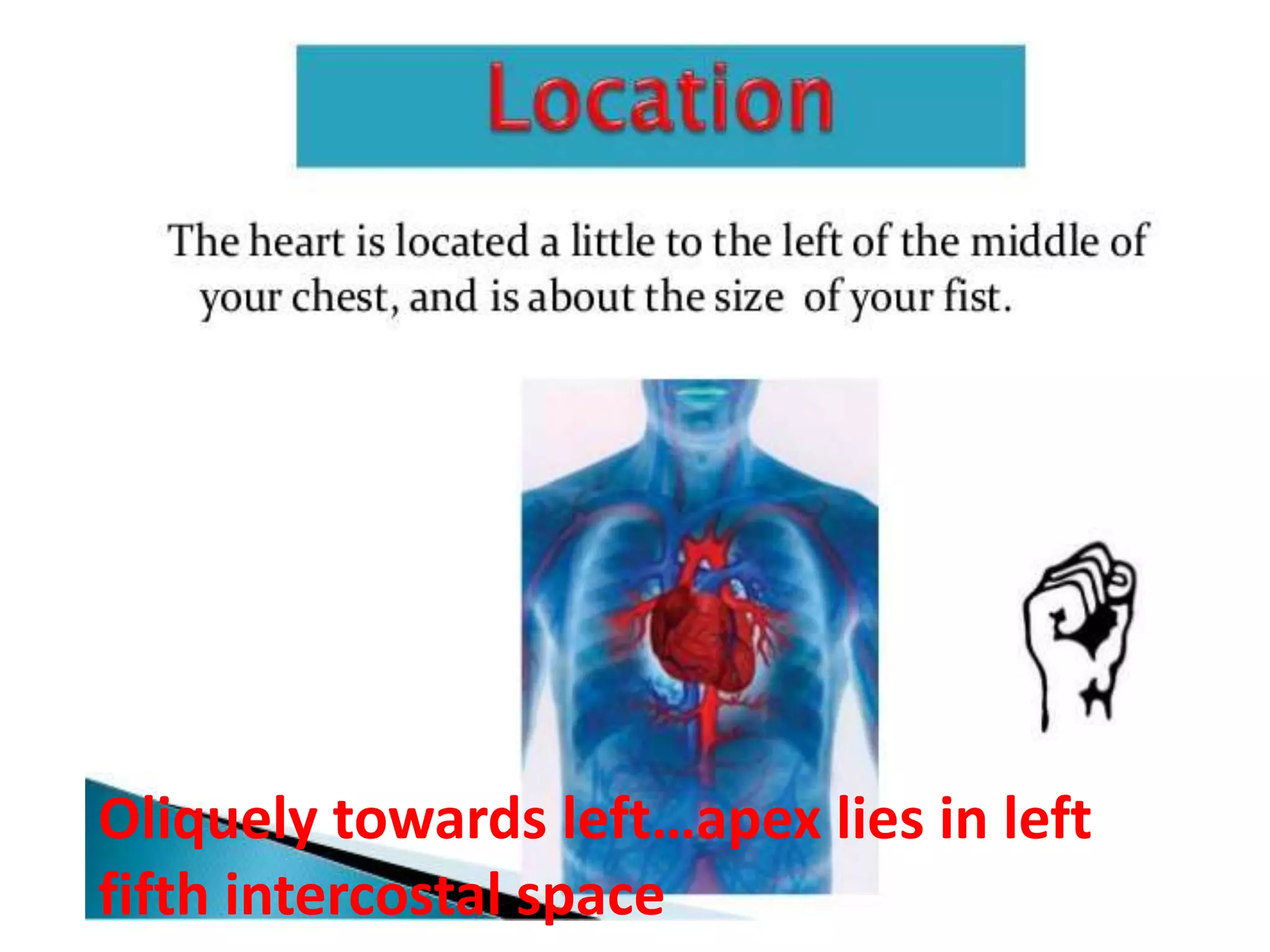 heart anatomy | PPT
