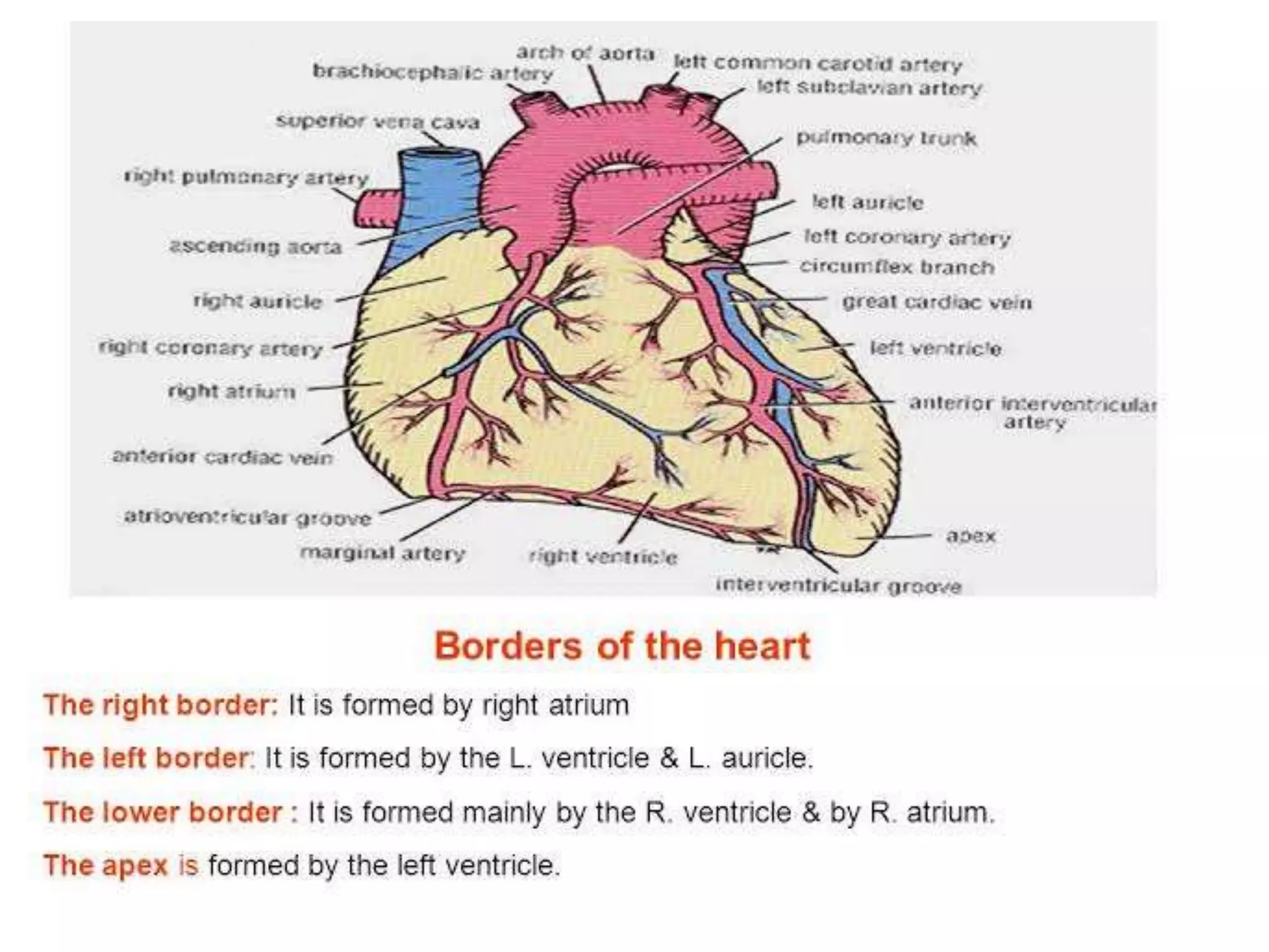 heart anatomy | PPT