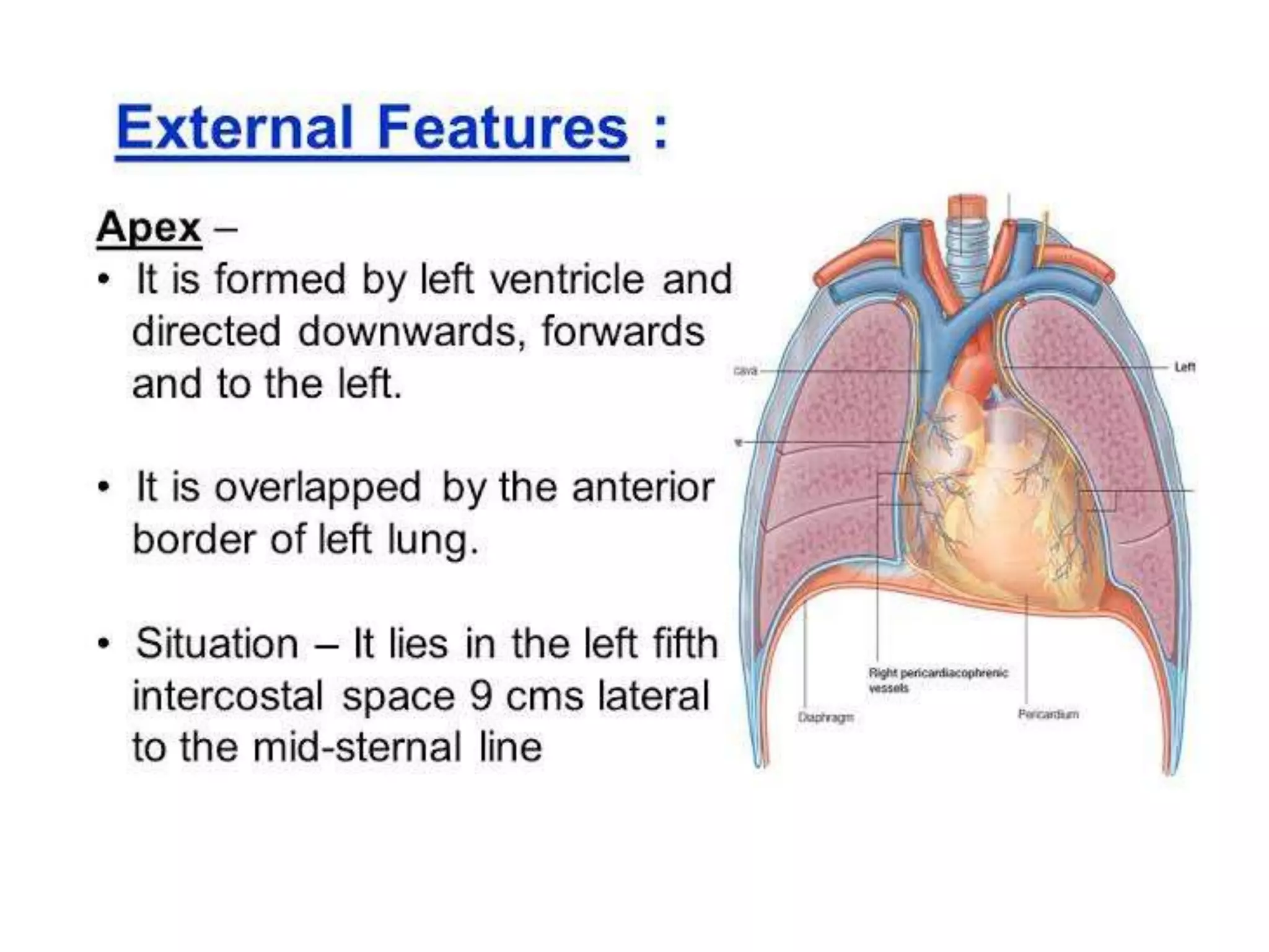 heart anatomy | PPT